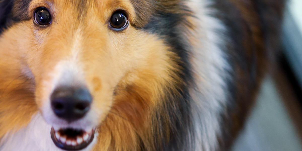Mid Florida Sheltie Rescue – We Find, Love, Rescue and Foster Shelties.